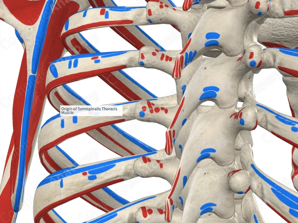 Origin of Semispinalis Thoracis Muscle | Complete Anatomy