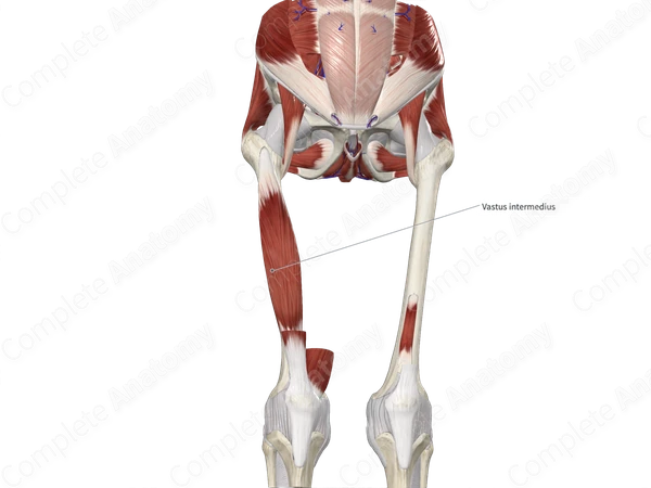 Vastus Intermedius Muscle | Complete Anatomy