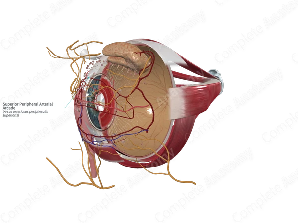 Superior Peripheral Arterial Arcade | Complete Anatomy