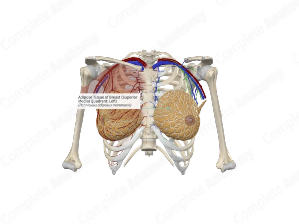 Adipose Tissue of Breast (Superior Medial Quadrant; Left) | Complete ...