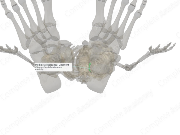 Medial Talocalcaneal Ligament (Left) | Complete Anatomy