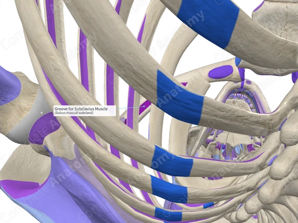 Groove for Subclavius Muscle | Complete Anatomy