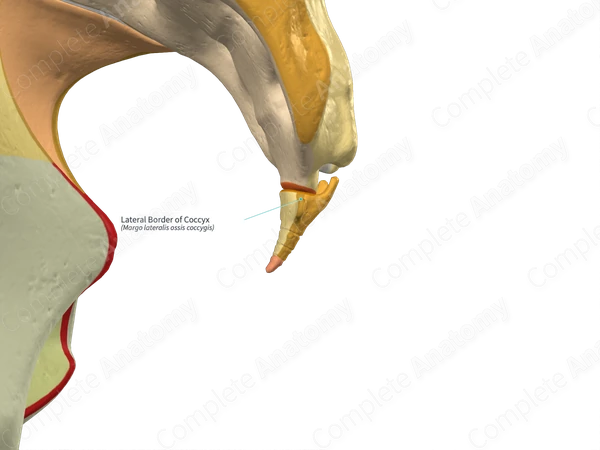 Lateral Border of Coccyx (Right) | Complete Anatomy