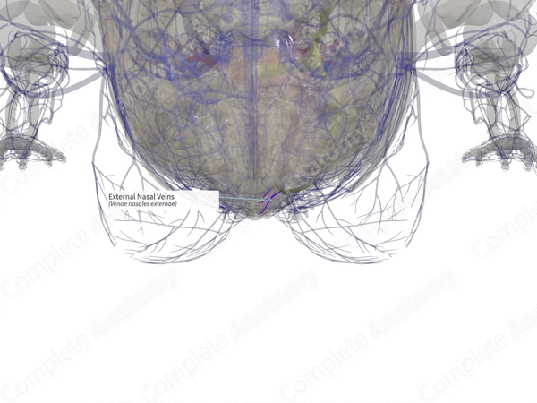 External Nasal Anatomy 38: Aesthetic Alteration Of The Nose: