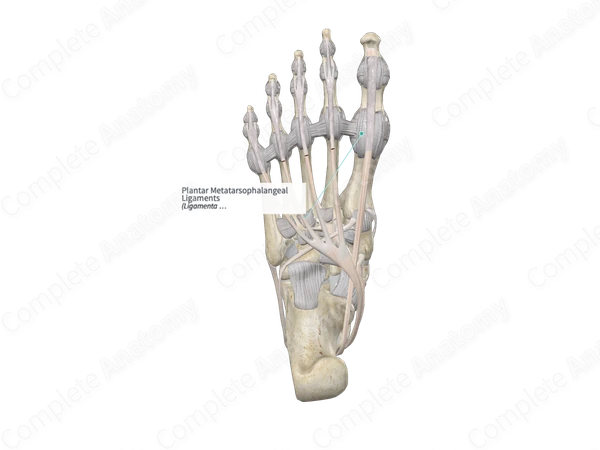 Plantar Metatarsophalangeal Ligaments | Complete Anatomy