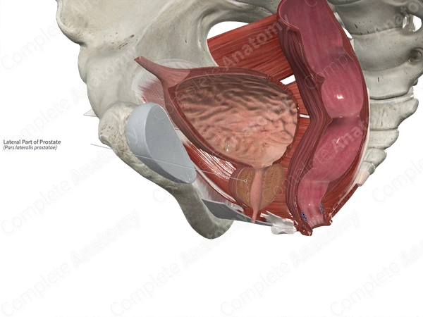 Lateral Part of Prostate | Complete Anatomy