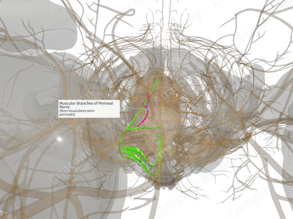 Muscular Branches of Perineal Nerve (Left) | Complete Anatomy