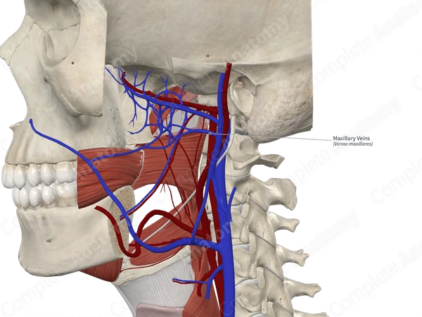 Maxillary Veins | Complete Anatomy