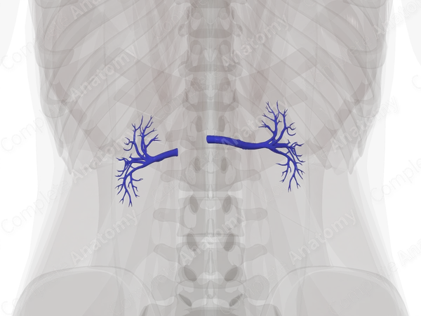 Veins of Kidney | Complete Anatomy
