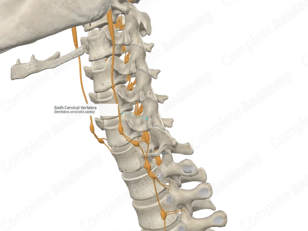 Cervical Vertebrae Anatomy Youtube Cervical Spine Anatomy (eOrthopod)