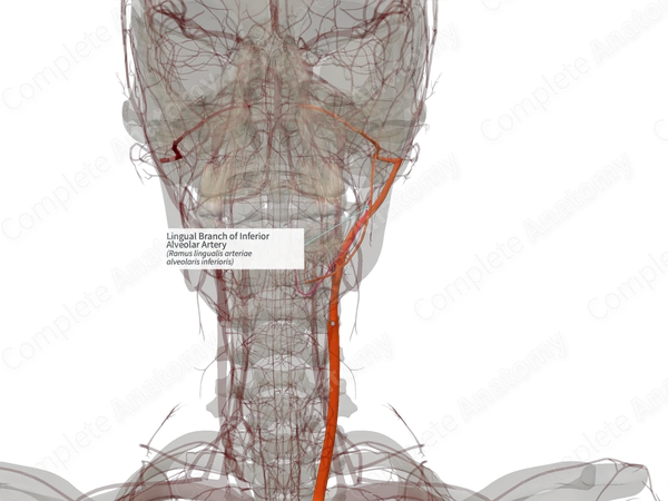 Lingual Branch of Inferior Alveolar Artery (Right) | Complete Anatomy