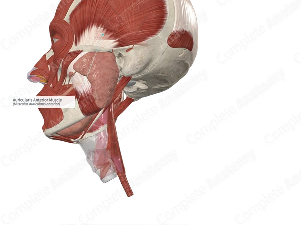 Auricularis Anterior Muscle | Complete Anatomy