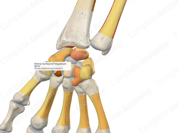 Palmar Surface of Triquetrum Bone | Complete Anatomy