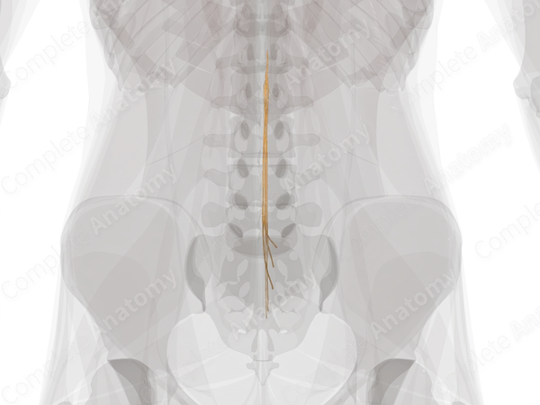 Anterior Roots of Sacral Nerves (Left) | Complete Anatomy