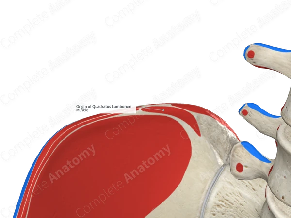 Origin of Quadratus Lumborum Muscle | Complete Anatomy