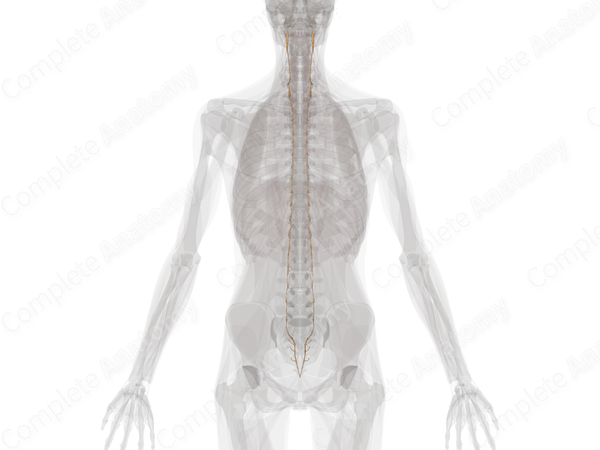 Sympathetic Trunk | Complete Anatomy