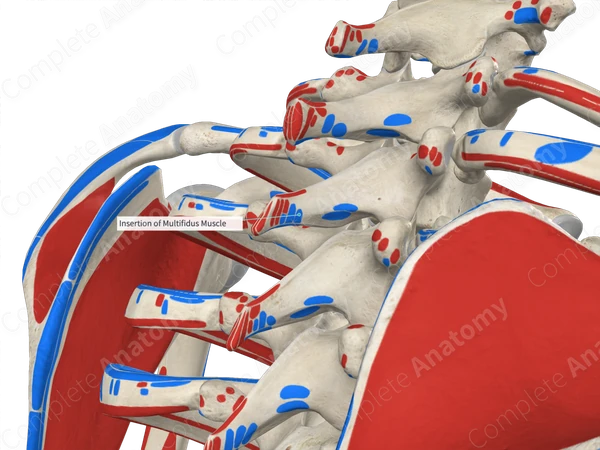 Insertion of Multifidus Muscle | Complete Anatomy