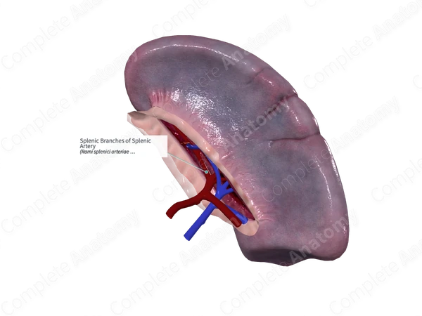 Splenic Branches of Splenic Artery | Complete Anatomy