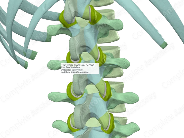 Transverse Process of Second Lumbar Vertebra (Right) | Complete Anatomy