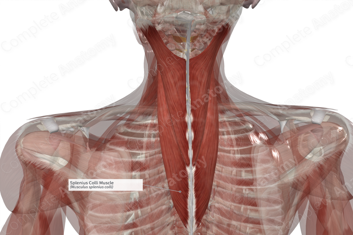 Splenius Colli Muscle | Complete Anatomy