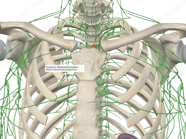 Posterior Mediastinal Nodes | Complete Anatomy