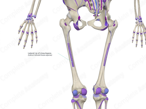 Lateral Lip of Linea Aspera | Complete Anatomy