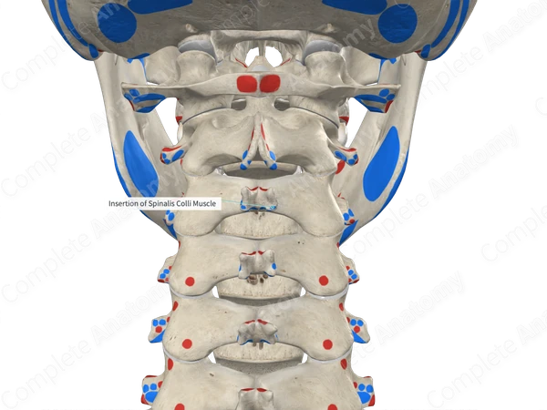 Insertion of Spinalis Colli Muscle | Complete Anatomy