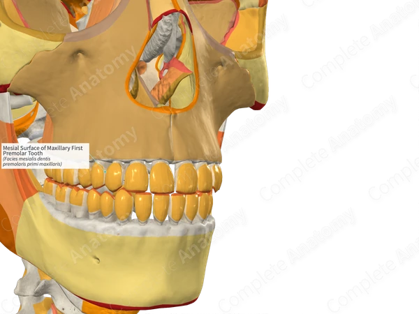 Mesial Surface of Maxillary First Premolar Tooth | Complete Anatomy