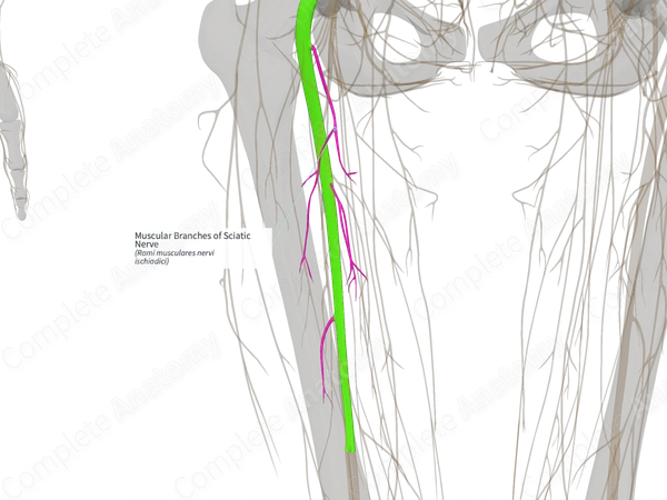 Muscular Branches of Sciatic Nerve (Right) | Complete Anatomy