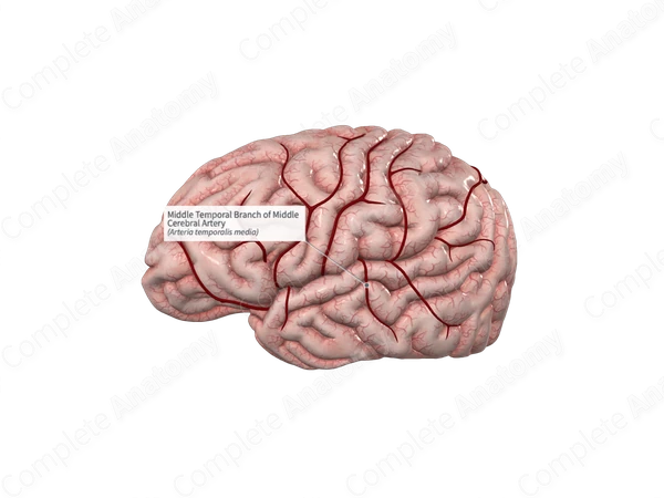 Middle Temporal Branch of Middle Cerebral Artery | Complete Anatomy