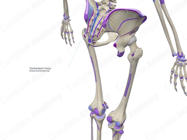 Trochanteric Fossa | Complete Anatomy