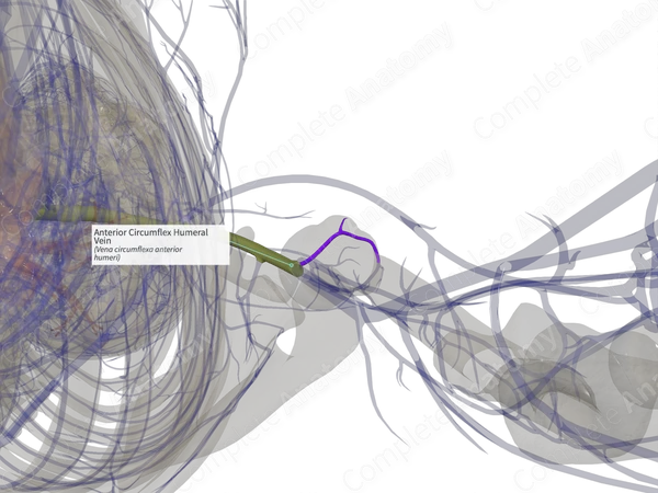 Anterior Circumflex Humeral Vein (Left) | Complete Anatomy