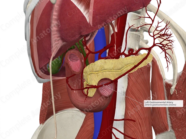 Left Gastroomental Artery | Complete Anatomy
