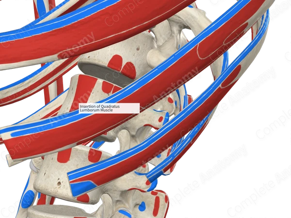 Insertion of Quadratus Lumborum Muscle | Complete Anatomy