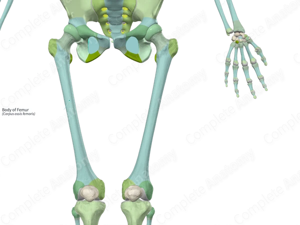 Body of Femur | Complete Anatomy
