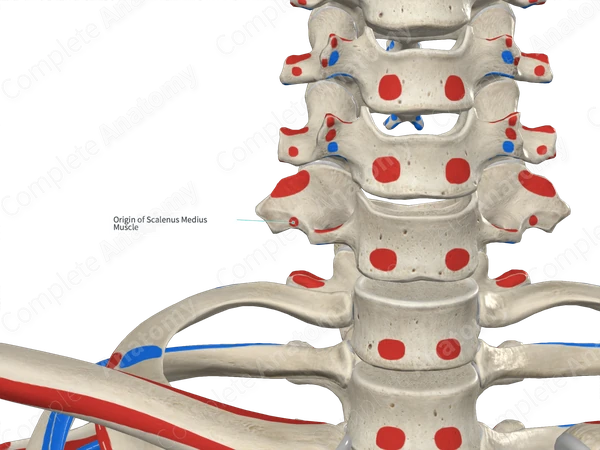 Origin of Scalenus Medius Muscle | Complete Anatomy