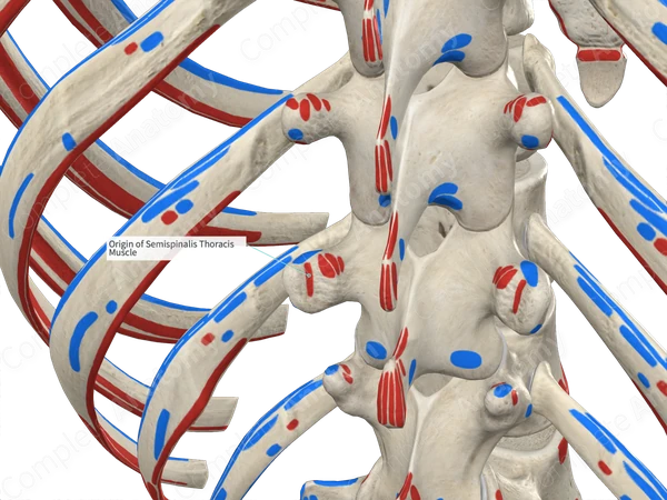 Origin of Semispinalis Thoracis Muscle | Complete Anatomy