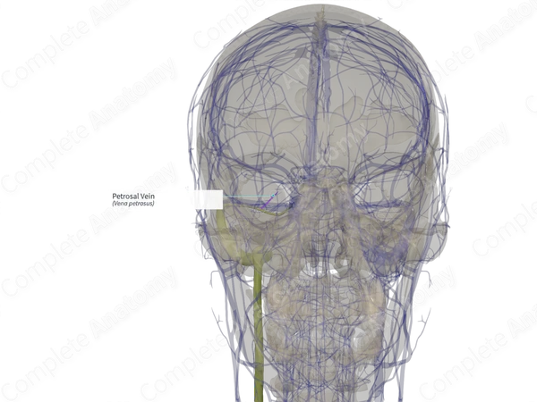 Petrosal Vein (Right) | Complete Anatomy
