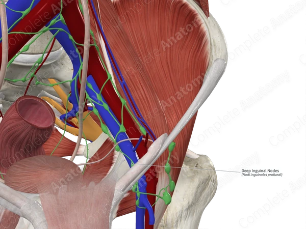 Groin Lymph Nodes Diagram