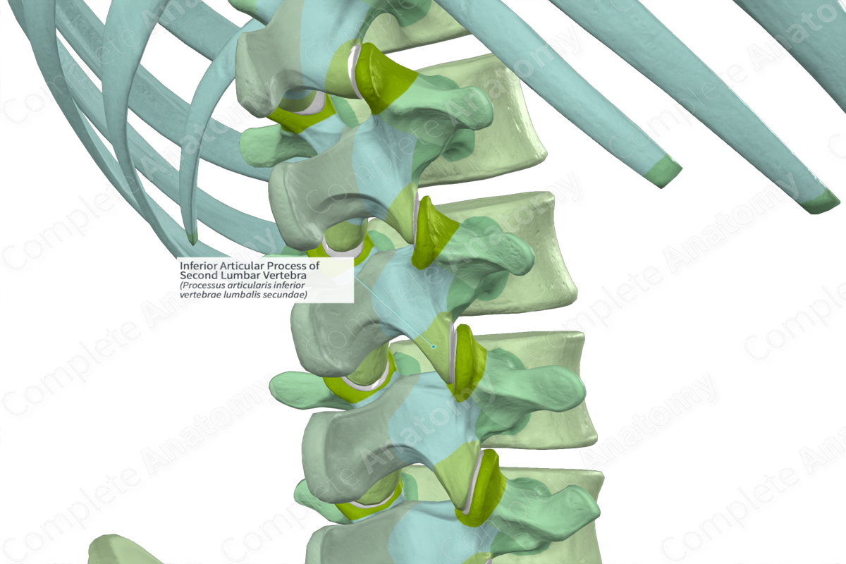 Inferior Articular Process Of Second Lumbar Vertebra Left Complete