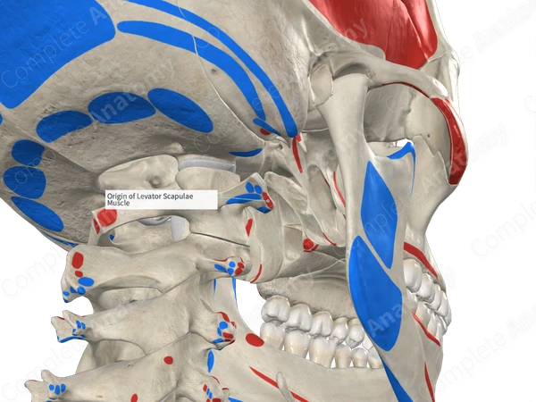 Origin of Levator Scapulae Muscle | Complete Anatomy