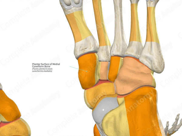 Plantar Surface of Medial Cuneiform Bone | Complete Anatomy