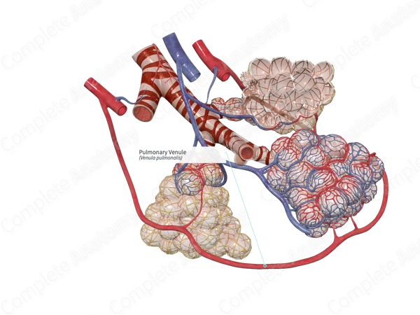 Pulmonary Venule | Complete Anatomy