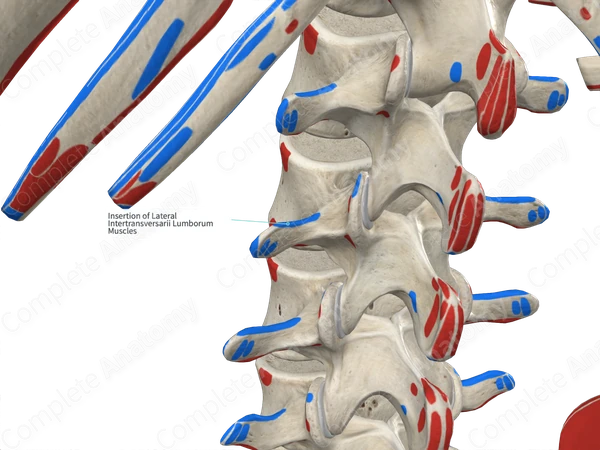 Insertion of Lateral Intertransversarii Lumborum Muscles | Complete Anatomy