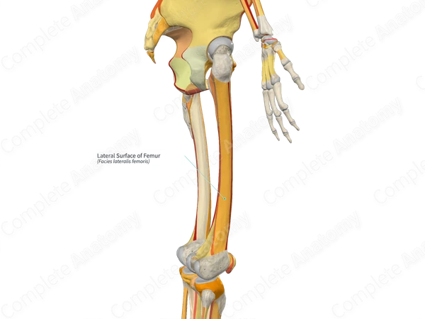 Lateral Surface of Femur | Complete Anatomy