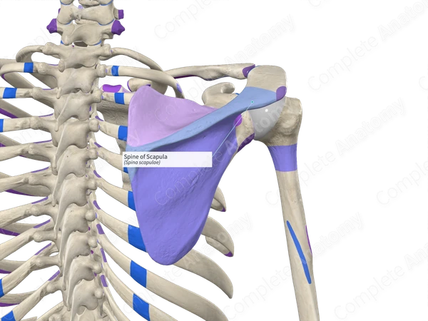 Spine Of Scapula Complete Anatomy Spine Of Scapula Complete Anatomy