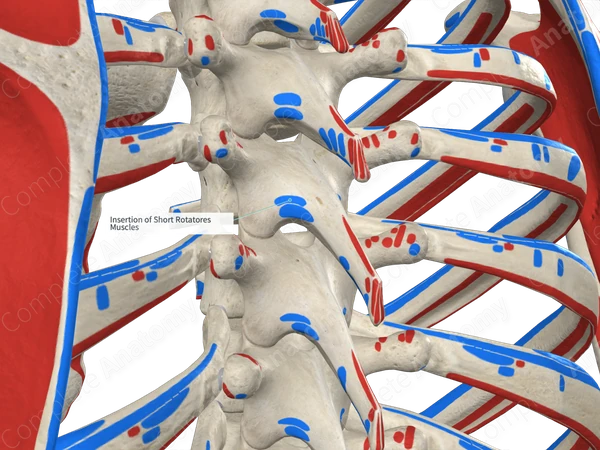 Insertion of Short Rotatores Muscles | Complete Anatomy