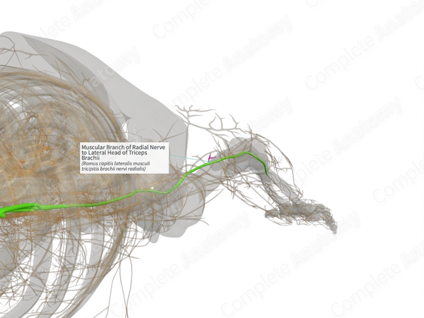 Muscular Branch of Radial Nerve to Lateral Head of Triceps Brachii ...