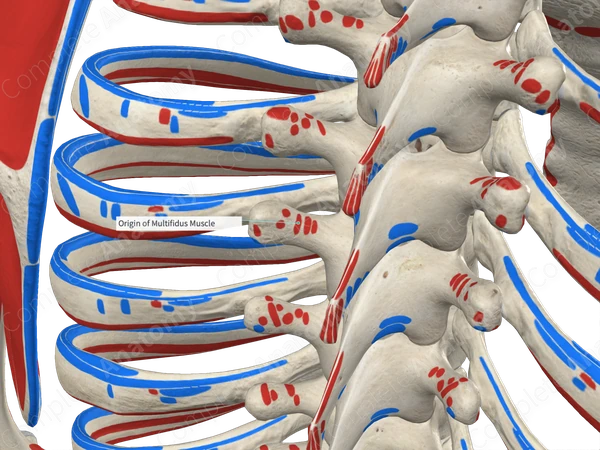 Origin of Multifidus Muscle | Complete Anatomy