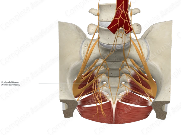 Pudendal Nerve | Complete Anatomy